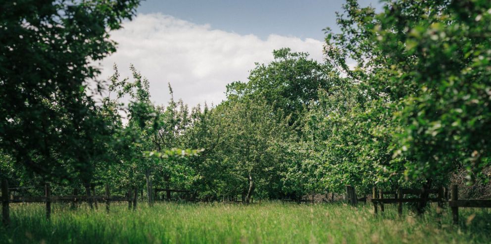 Thornfalcon | Orchards at Thornfalcon