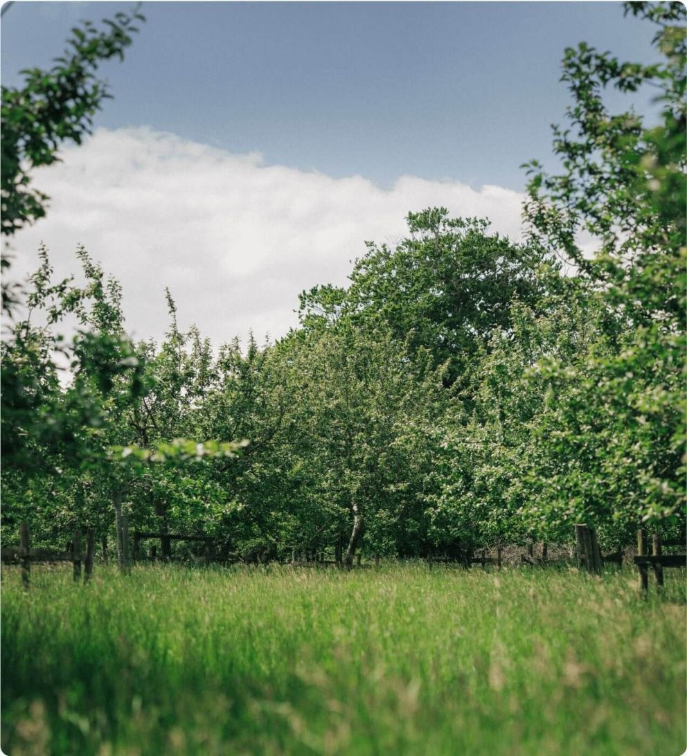 Thornfalcon | Farm