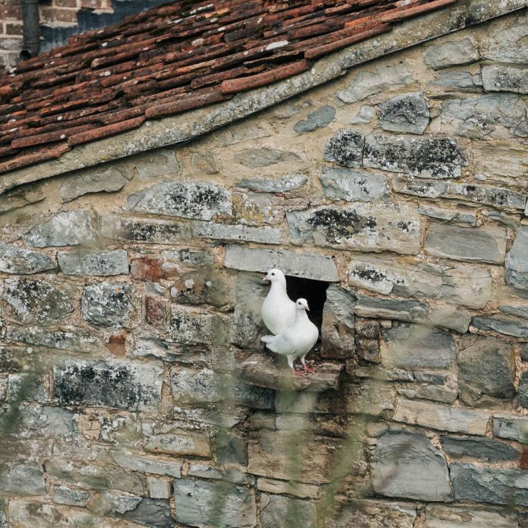 Thornfalcon | Farm